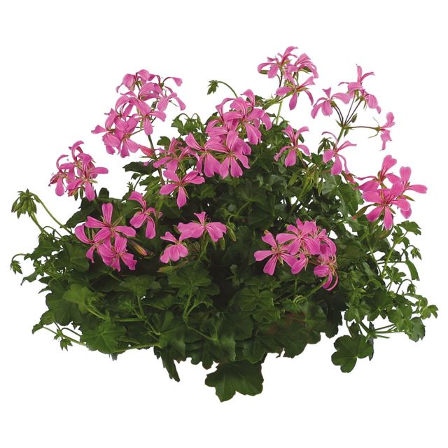 Géranium Lierre Simple lilas bois vert pot de diamètre 11 Plantes ...
